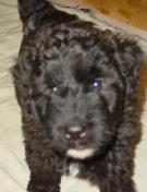 Bouviers vom Silberbart - Startseite